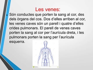 Órgans de l'aparell circulatori. | PPT