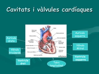 Aparell circulatori (1) | PPT