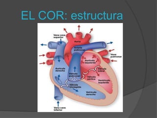 APARELL CIRCULATORI (1).pptx