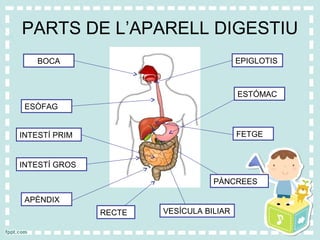 Aparell digestiu | PPT