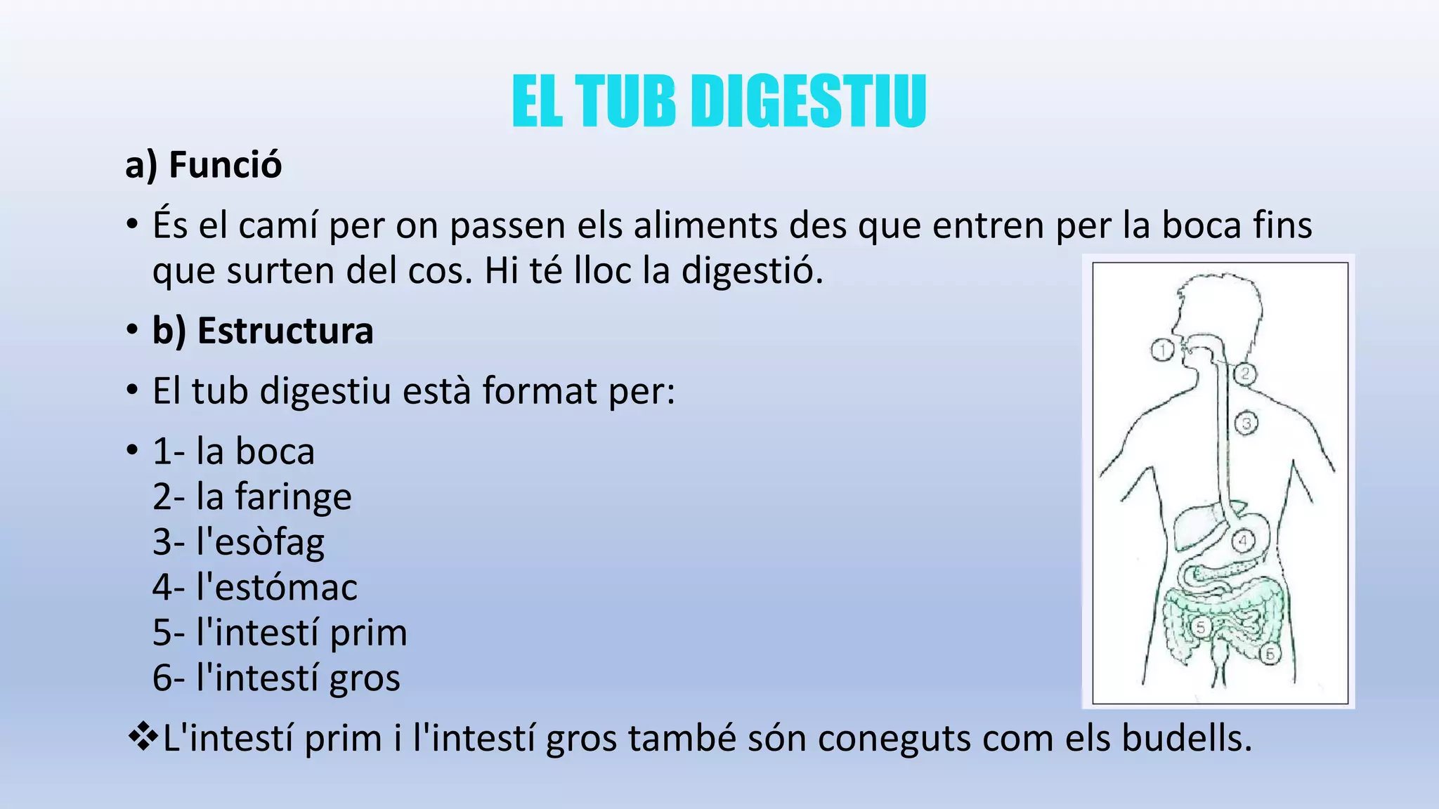 Aparell digestiu | PPTX