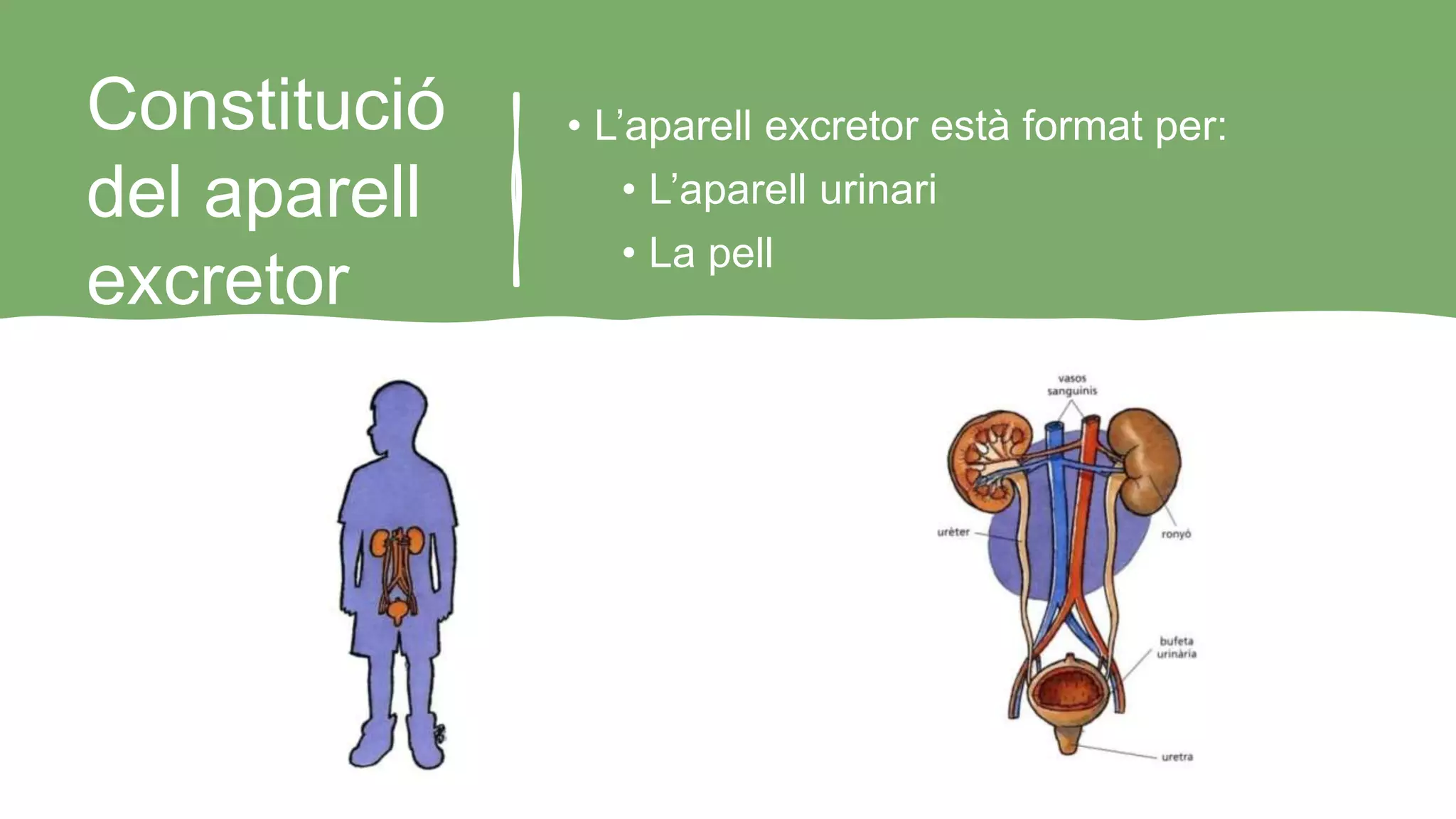 Aparell excretor | PPT