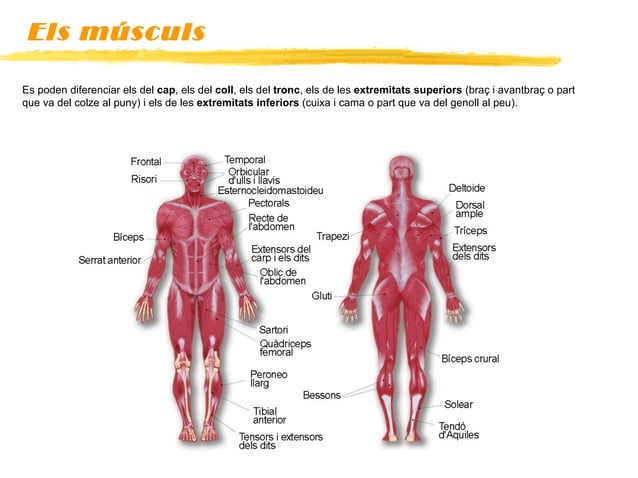 Aparell locomotor | PPT