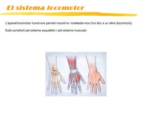 Aparell locomotor | PPT