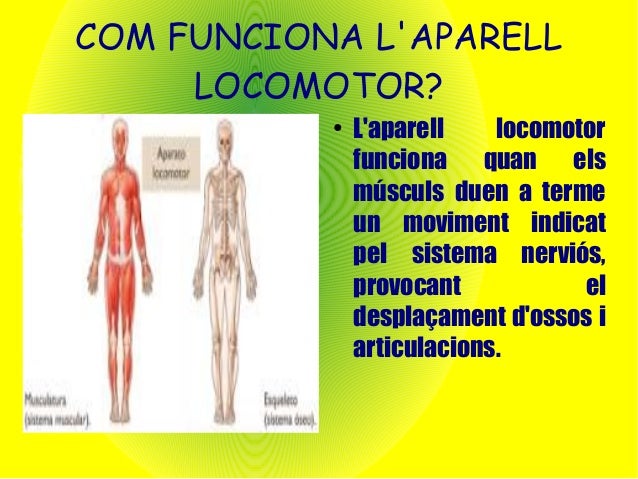 Cmo Funciona El Sistema Locomotor Sistema Locomotor