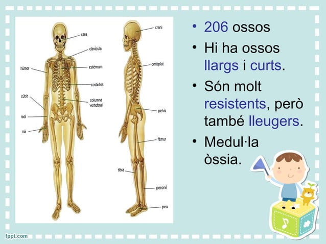 Aparell locomotor | PPT