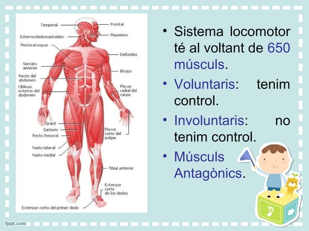 Aparell locomotor | PPT