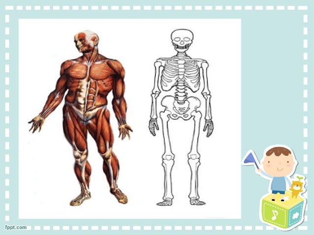 Aparell locomotor | PPT