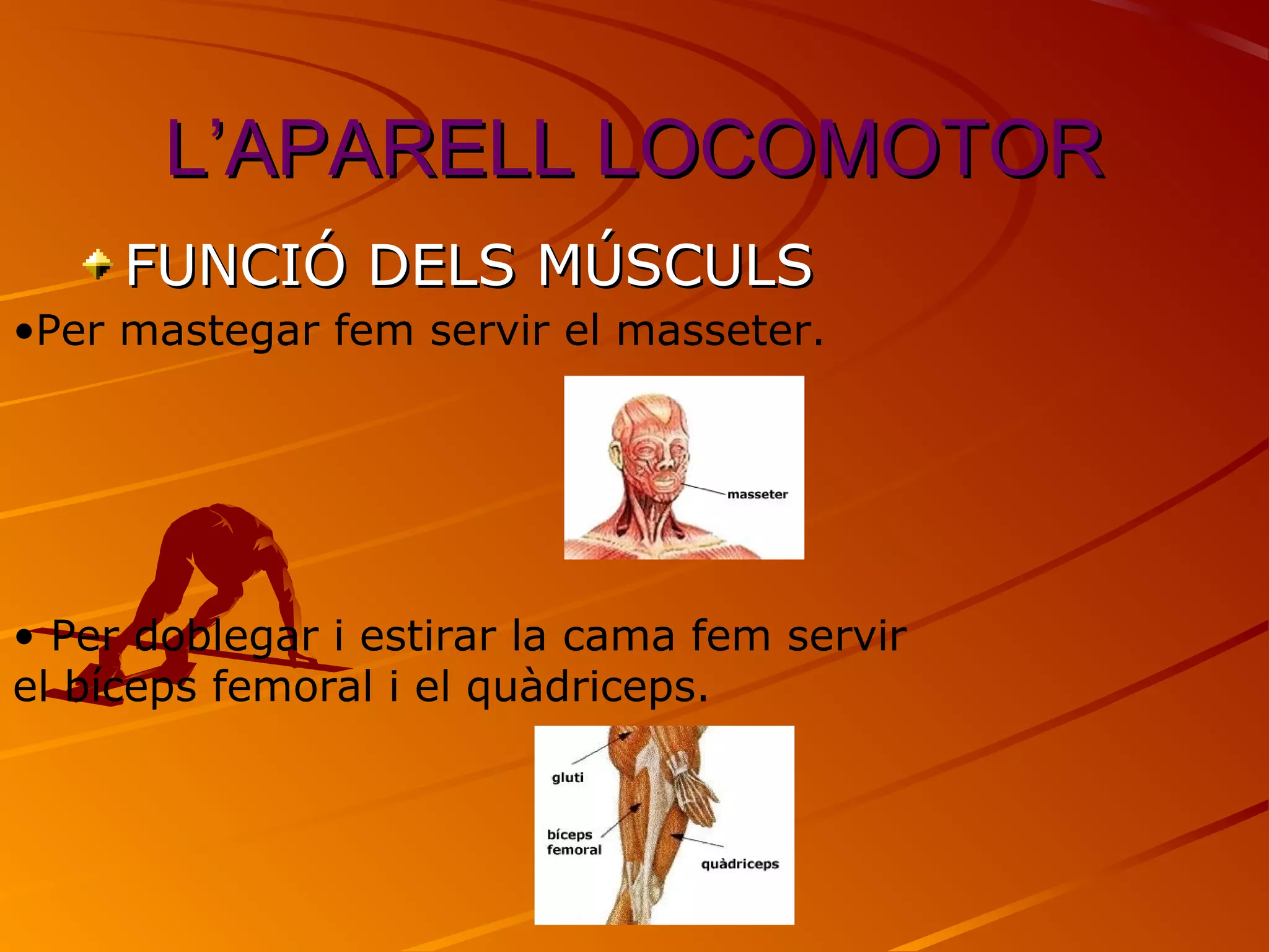 Aparell locomotor 1 | PPT