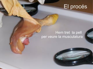 Aparell locomotor | PPT