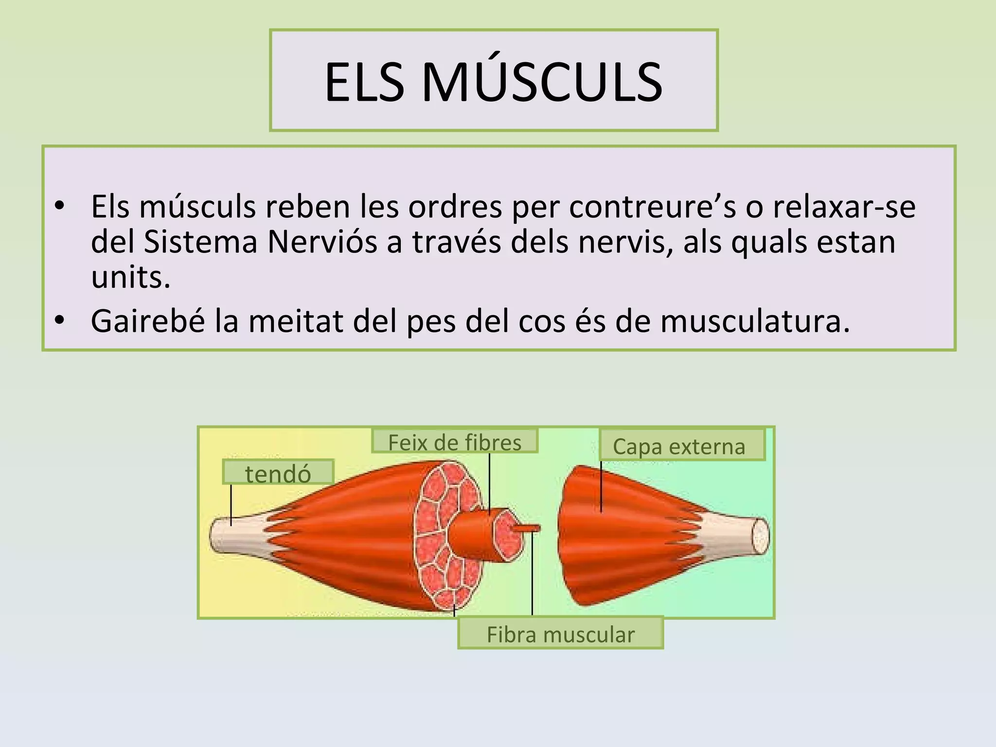 Aparell locomotor músculs | PPT
