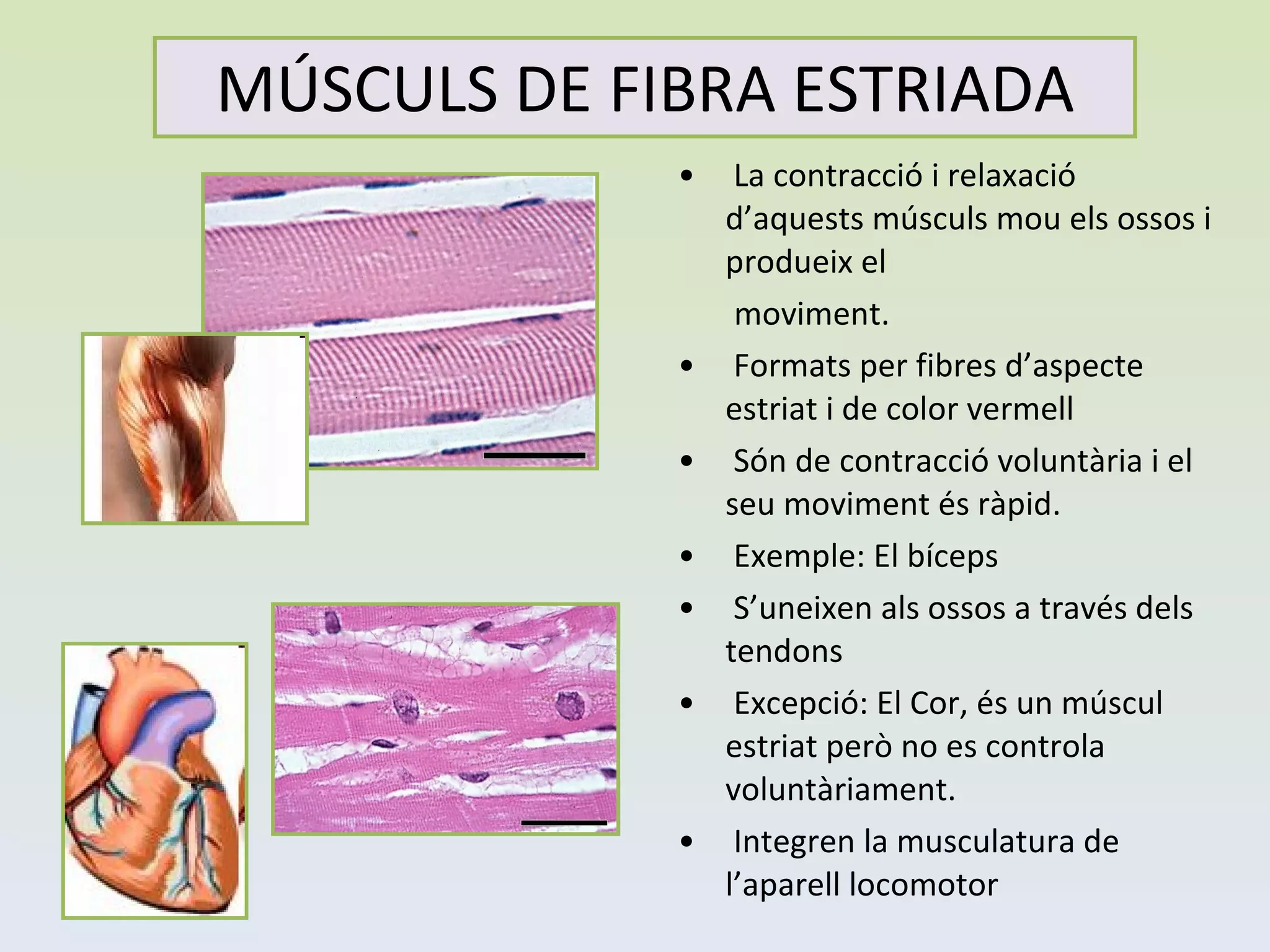 Aparell locomotor músculs | PPT