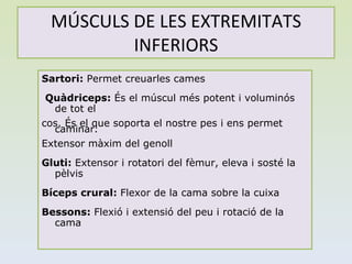 Aparell locomotor músculs | PPT