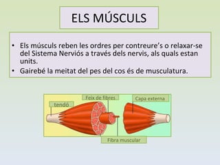 Aparell locomotor músculs | PPT
