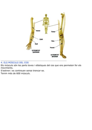 Aparell locomotor teoria | DOC