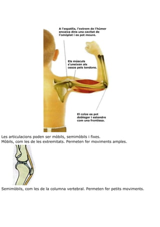 Aparell locomotor teoria | PDF