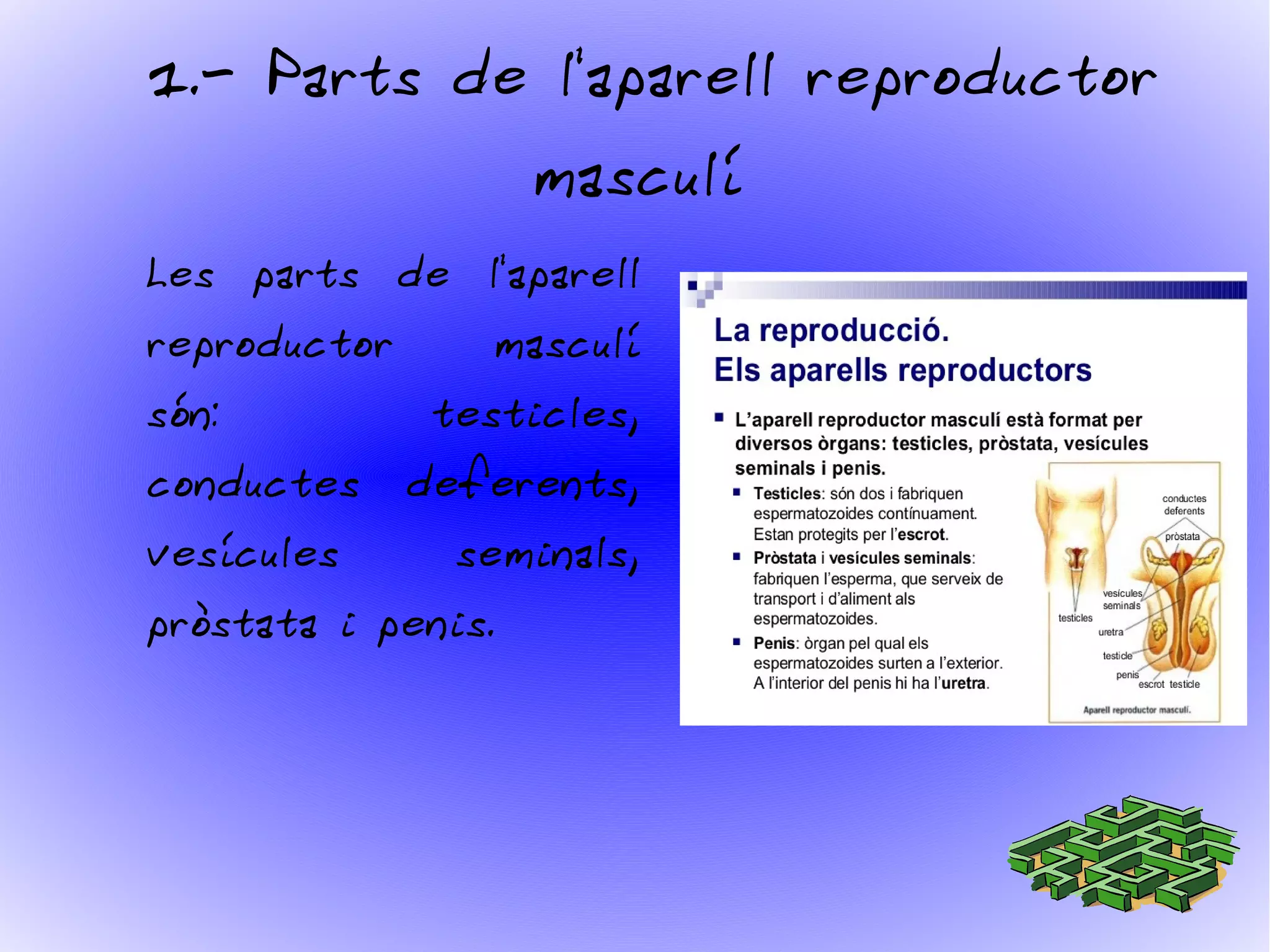 Aparell reproductor masculi | ODP