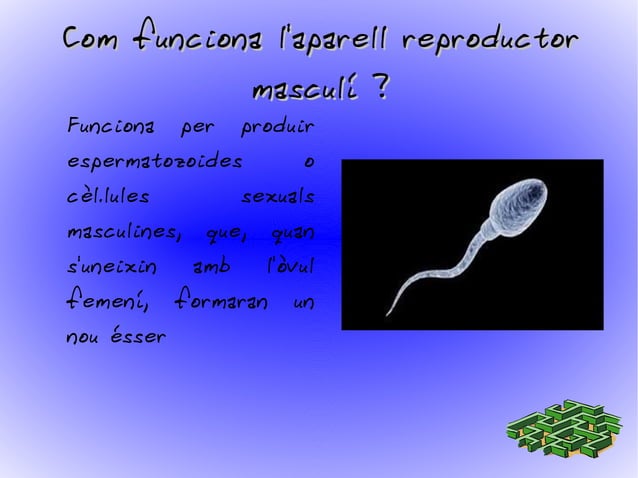 Aparell reproductor masculi | PPT