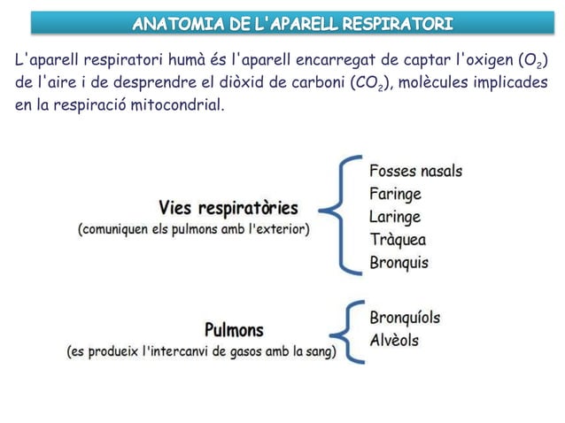 aparell respiratori.pptx
