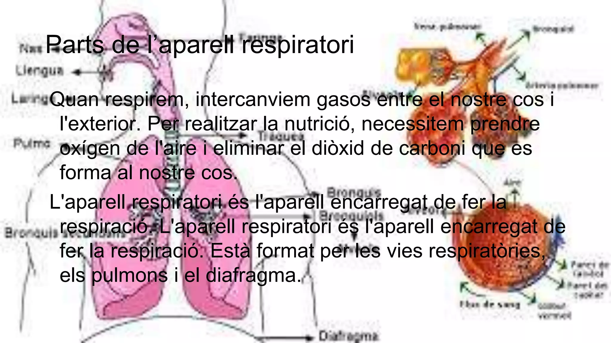 Aparell respiratori Chaster | PPT