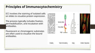 Immunocytochemical And Immunohistological Assay And Immune Lysis ...