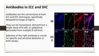 Immunocytochemical And Immunohistological Assay And Immune Lysis ...