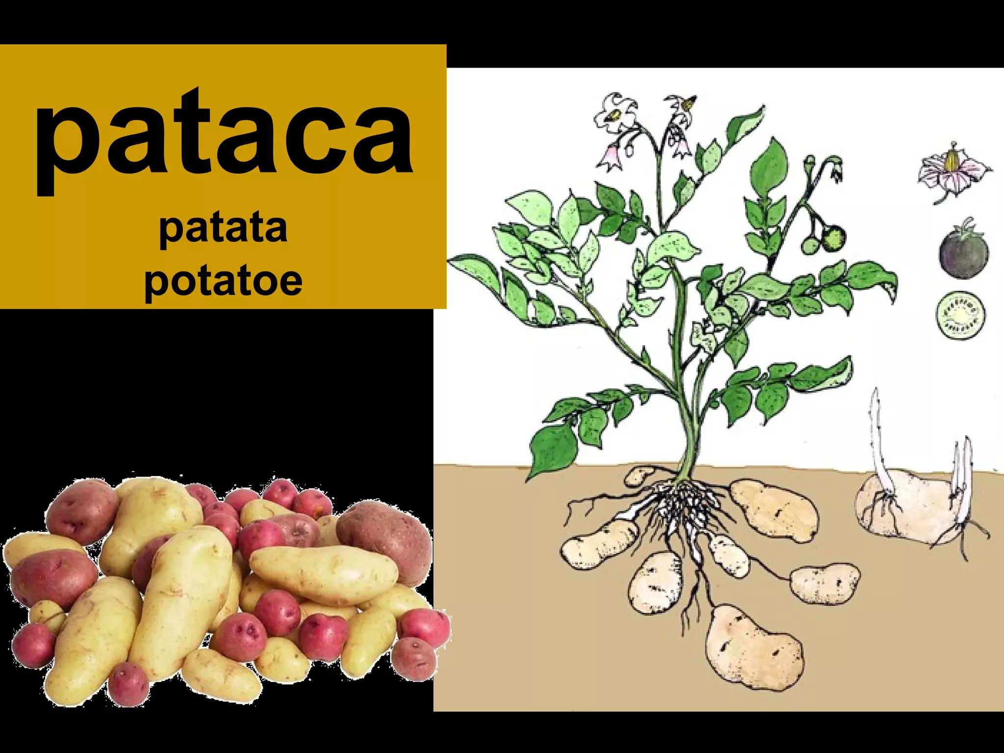 A pataca (primaria) | PPT