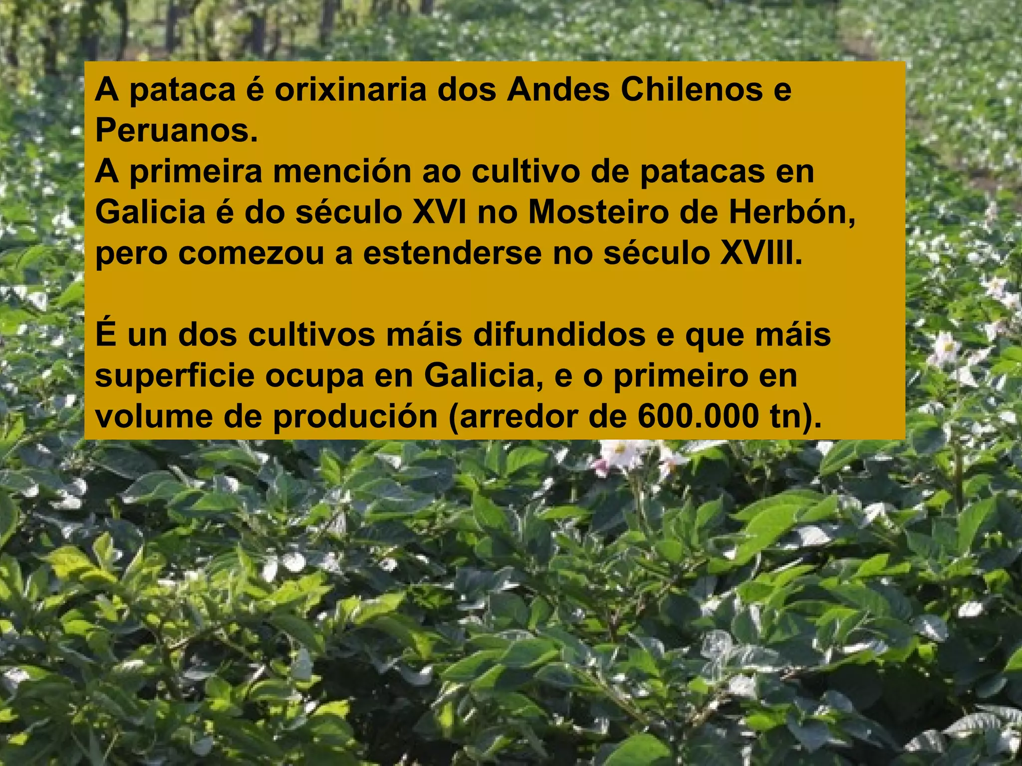 A pataca (primaria) | PPT