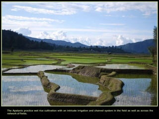 Apatani Tribe (India) | PPTX