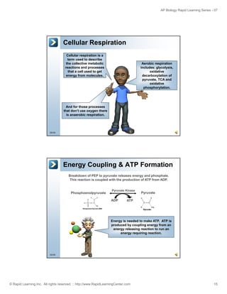 Metabolism & Cellular Respiration | PDF
