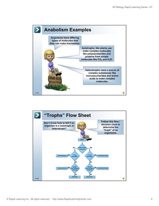 Metabolism & Cellular Respiration | PDF