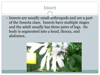 AP Bio Terms and Pictures | PPTX | Gardening | Home & Garden