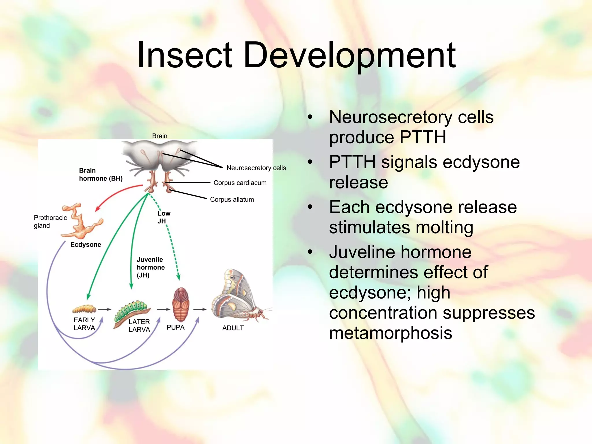 Chapter 45 ppt | PPT