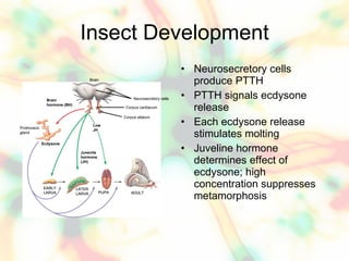 Chapter 45 ppt | PPT