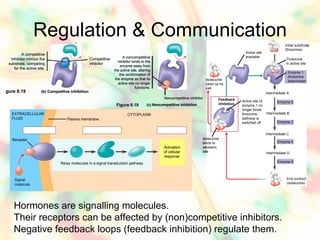 Chapter 45 ppt | PPT
