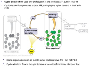 Photosynthesis, light dependent and light independent | PPTX