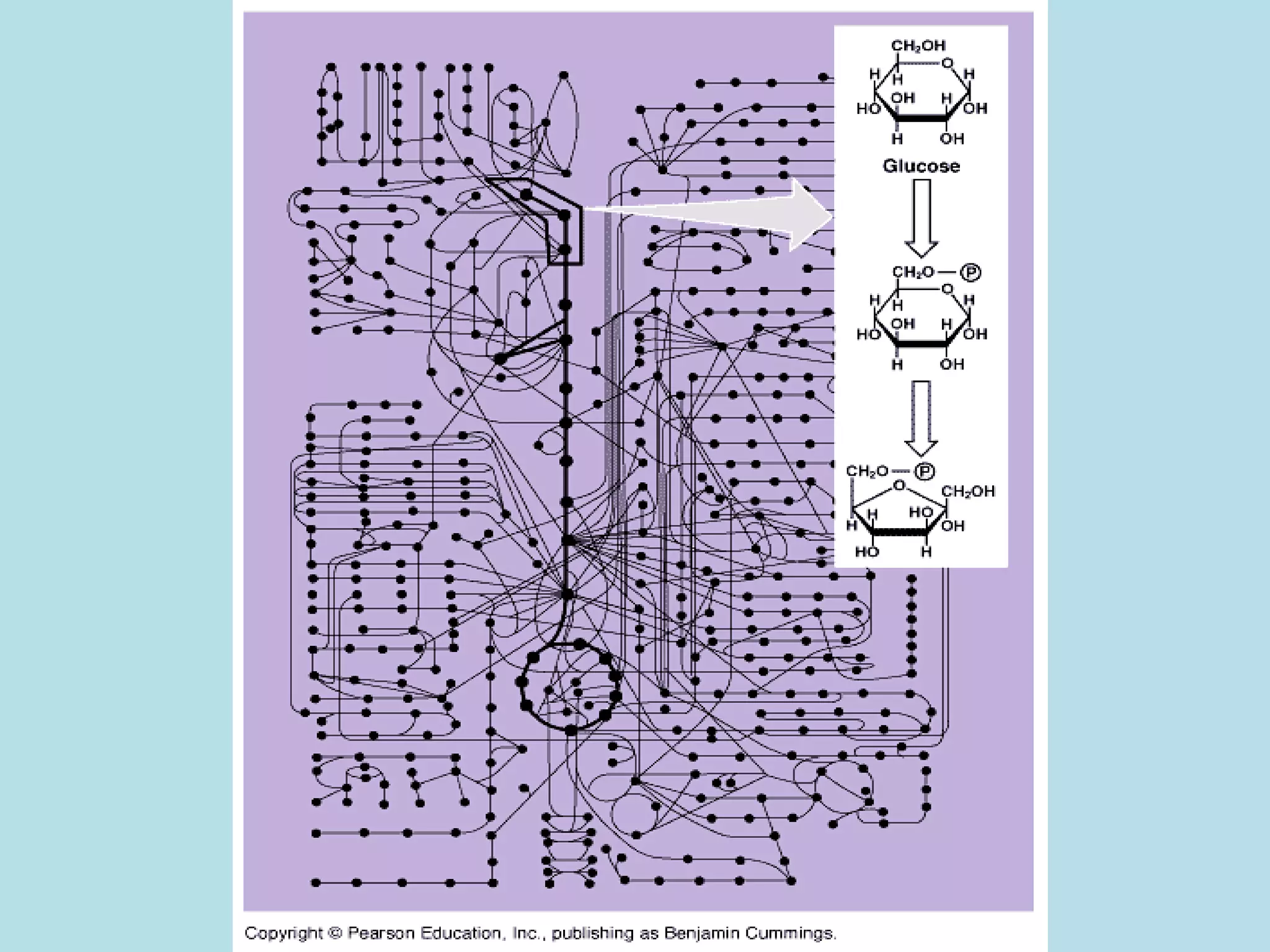 Cellular Respiration - AP Biology | PPTX