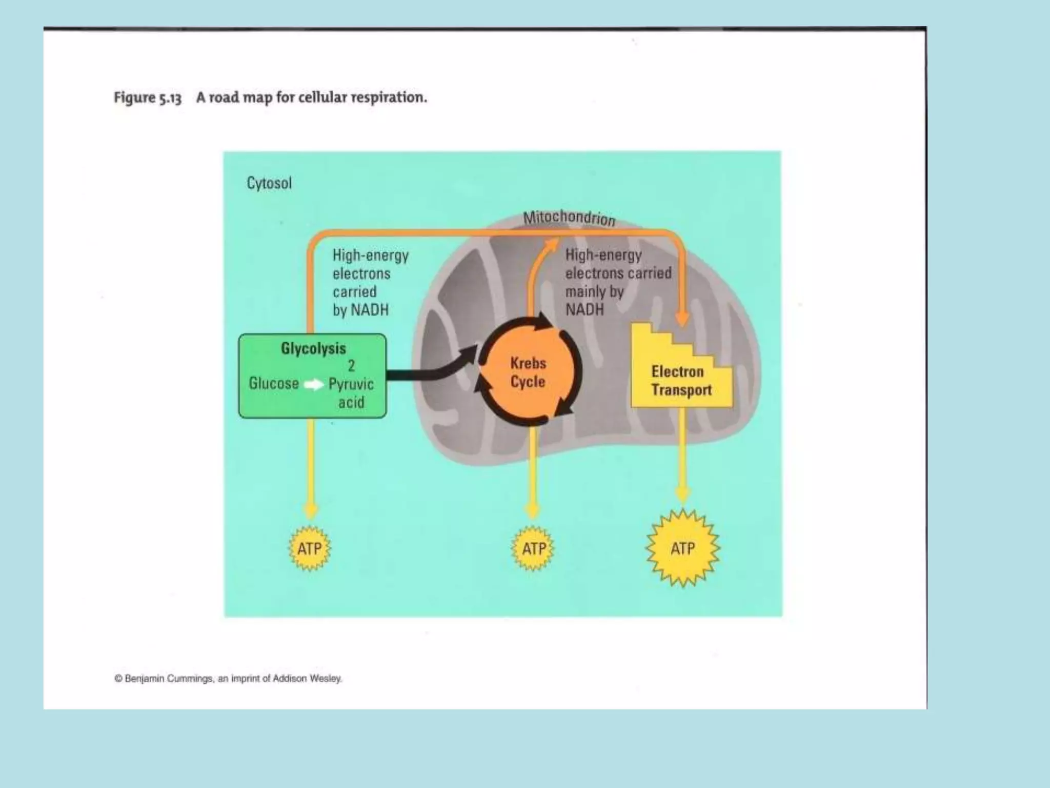 Cellular Respiration - AP Biology | PPTX