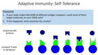 Ap bio ch. 43 part 2 immune humoral immunity (2) | PPTX