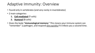 Ap bio ch. 43 part 2 immune humoral immunity (2) | PPTX