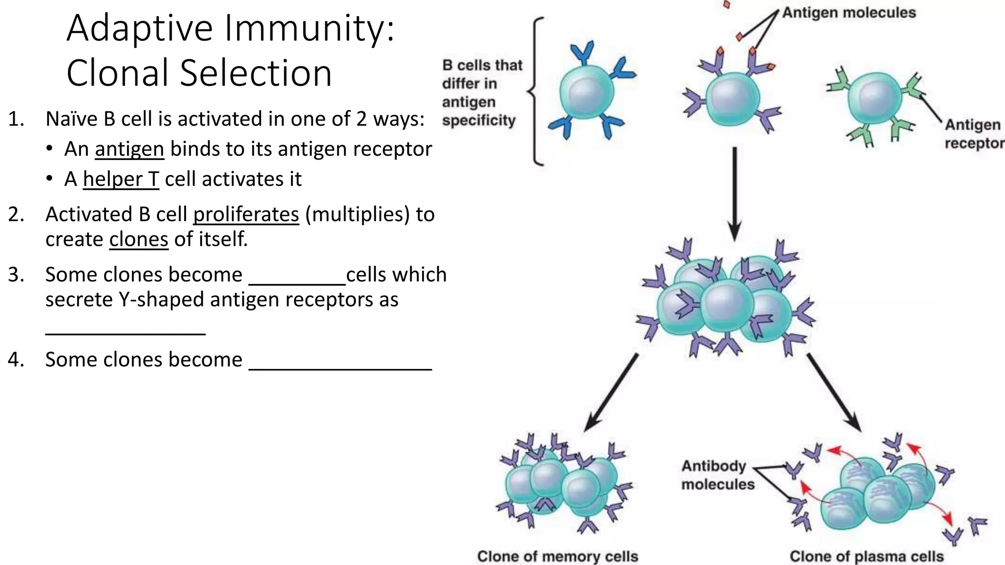 Ap bio ch. 43 part 2 immune humoral immunity (2) | PPT