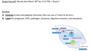 Ap bio ch. 43 part 2 immune humoral immunity (2) | PPTX