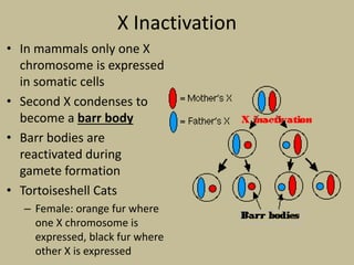 AP_Bio_Ch_12_15_.ppt