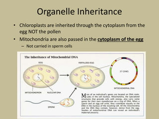AP_Bio_Ch_12_15_.ppt