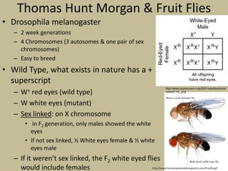 AP_Bio_Ch_12_15_.ppt