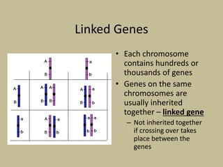 AP_Bio_Ch_12_15_.ppt