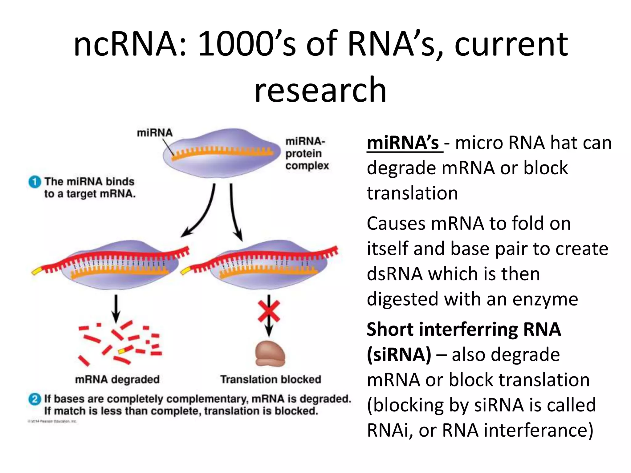 AP_Bio_Ch_15.ppt