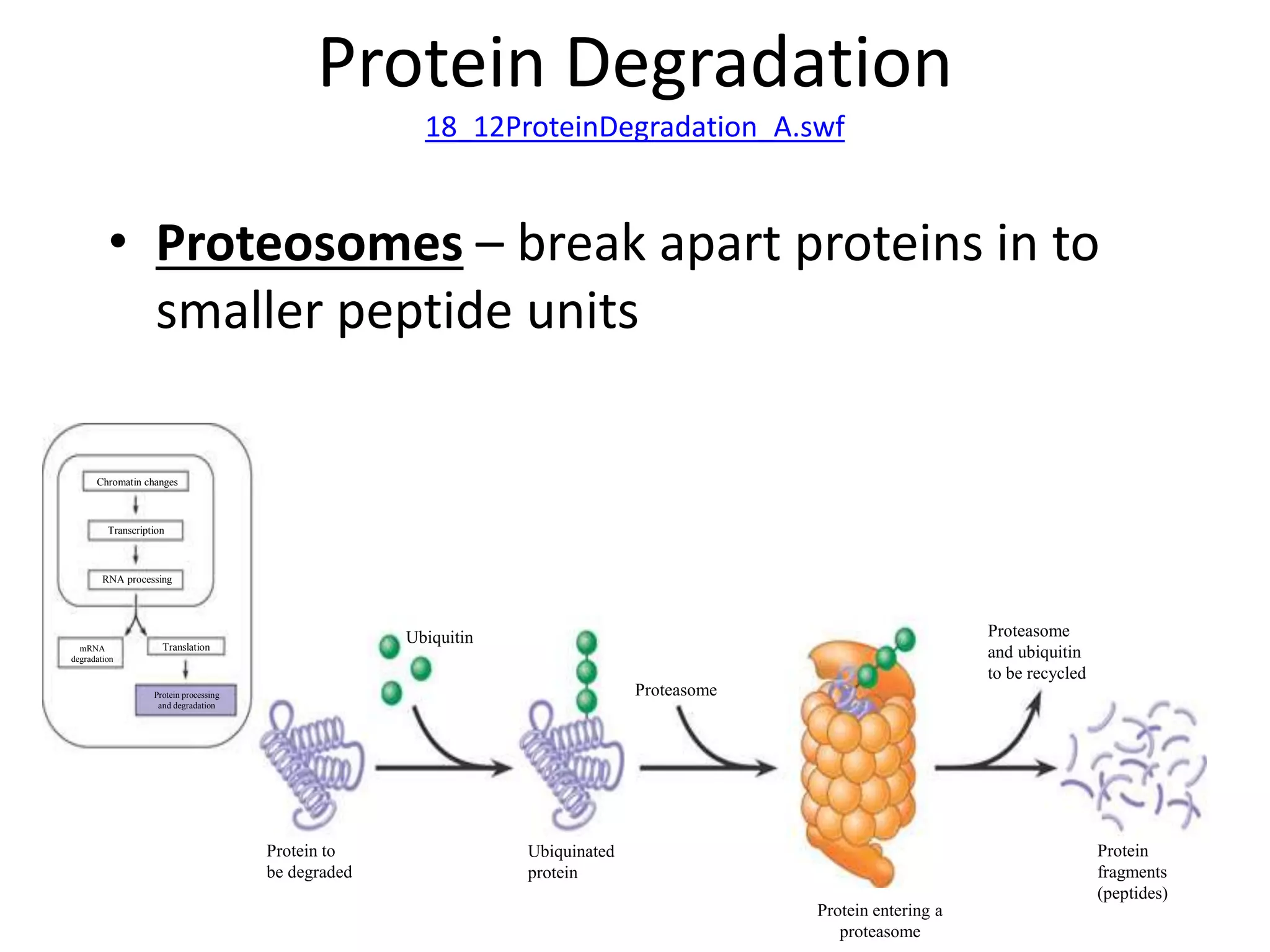 AP_Bio_Ch_15.ppt