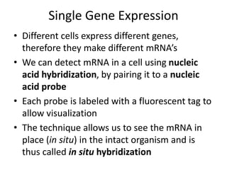 AP_Bio_Ch_15.ppt