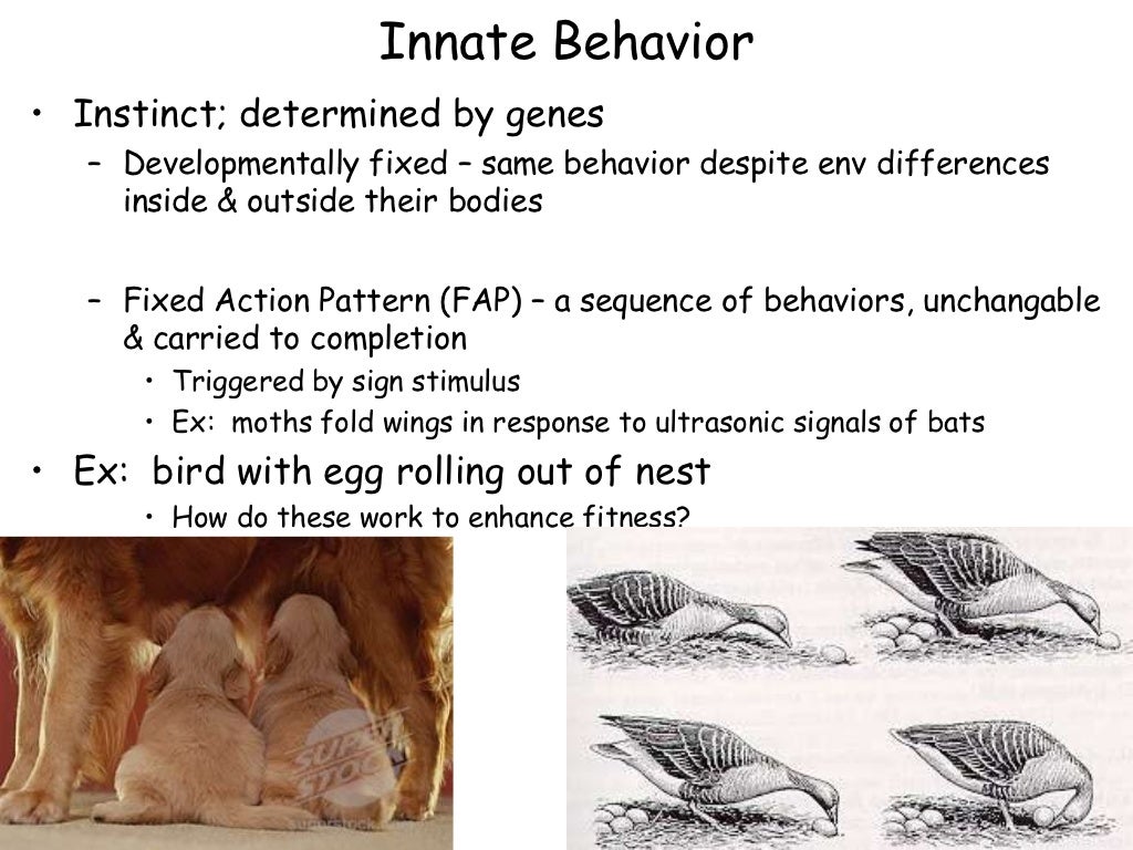 Ap Bio Ch 35 Behavior PPT